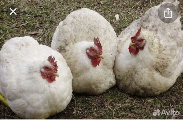 Домашний цыплёнок Бройлер курица