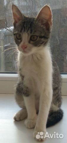 Котёнок ловящий мышей