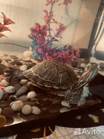 Маленькие черепахи с аквариумом