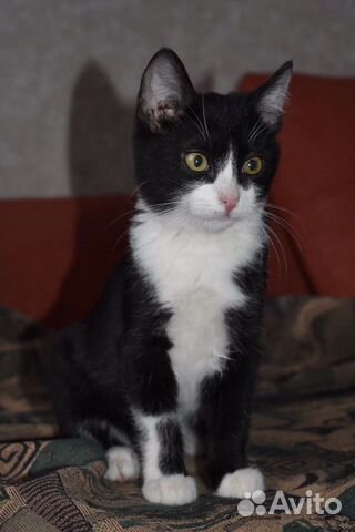 Котята: братик и сестра (котенок, кошки, кошка, ко