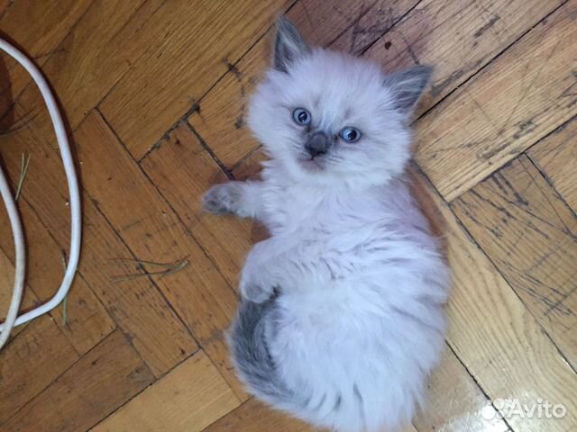 Продам Невских Маскарадных котят