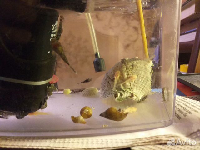 Сомики анциструссы прилипалы