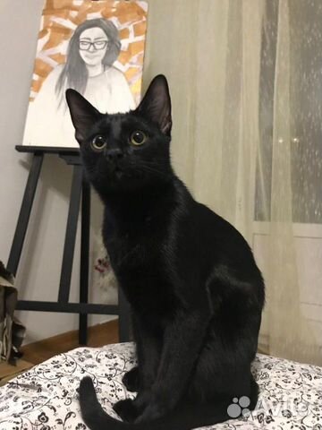 Отдам чёрного кота в добрые руки