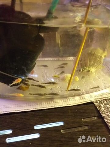 Сомики анциструссы прилипалы молодняк