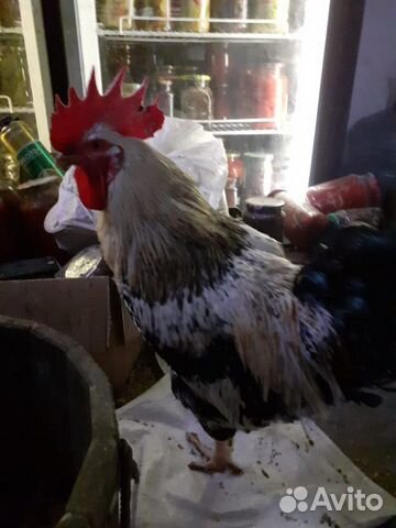 Петухи
