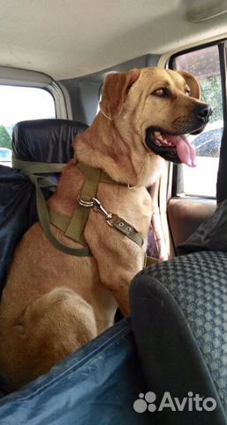 Собака, мальчик