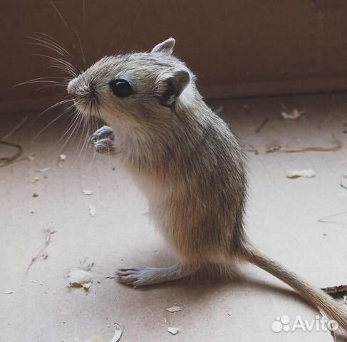 Песчанки, грызуны