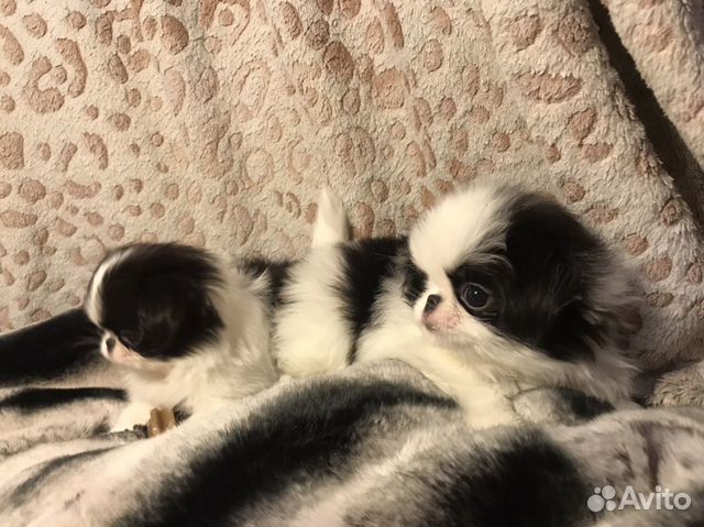 Японский хин