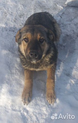 Преданный друг ищет дом