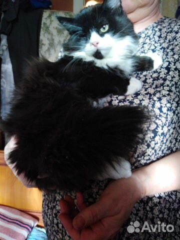 Кошка