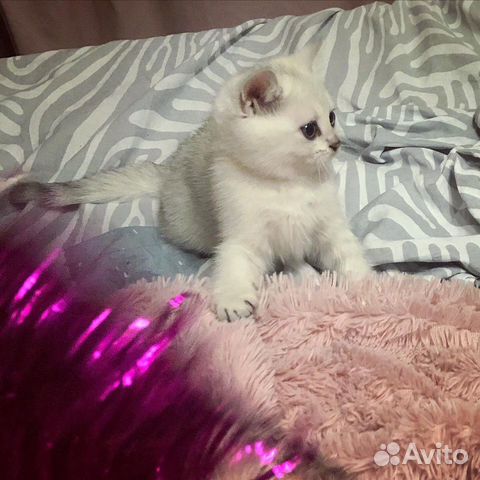 Котёнок британская серебристая шиншилла