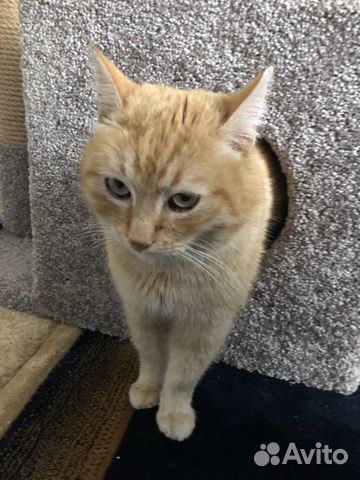 Кот