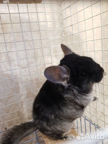 Шиншилла черная мальчик 1 год