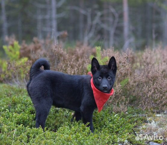 Черная жемчужина, щенок Юки ждет самых лучших хозя