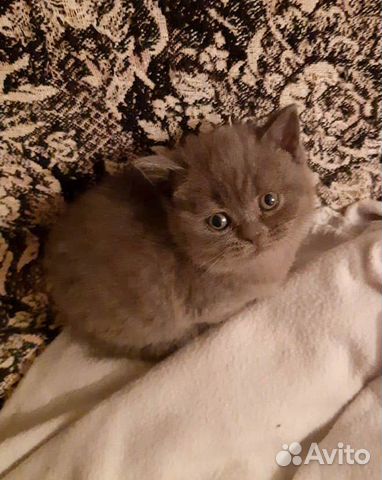 Британские котята