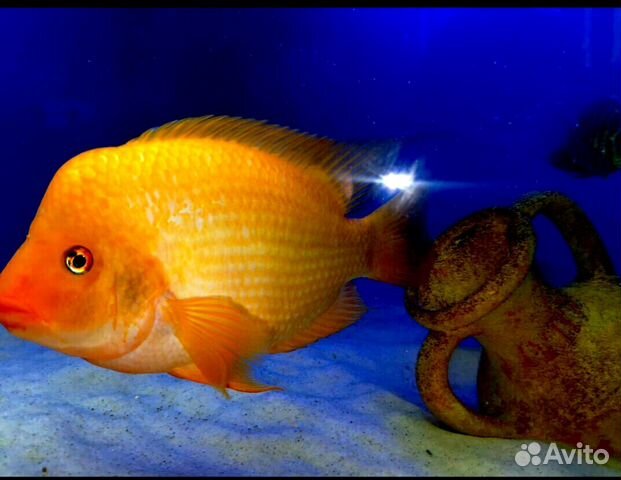 Цихлазома Цитроновая (Лимонная)