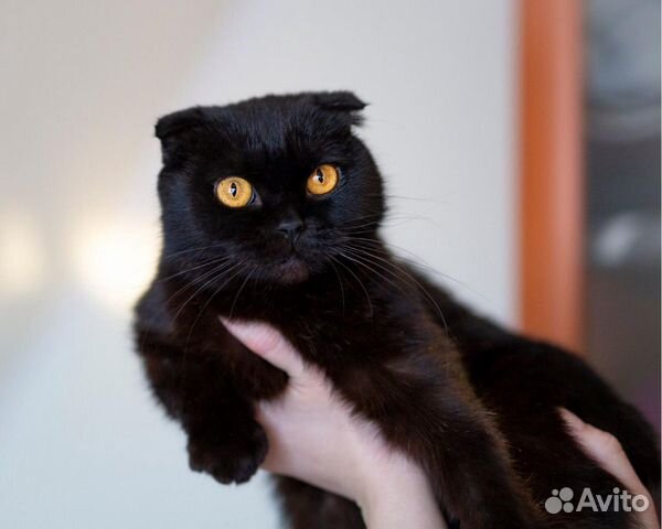 Шотландская кошка в добрые руки