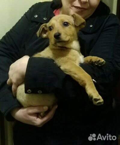 Щенок Соня от маленькой сотачки