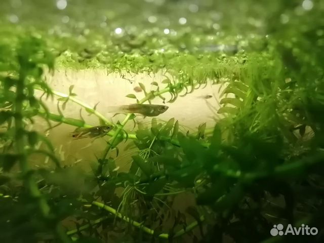 Гуппи 2 самца подростка