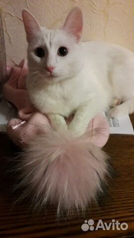 Кошечка белоснежка