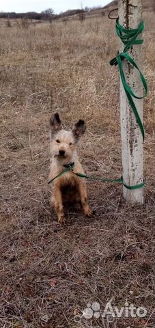 Ищет дом не крупная собачка Джуна