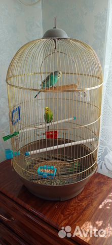 Продаю 2-х волнистых попугаев с большой клеткой