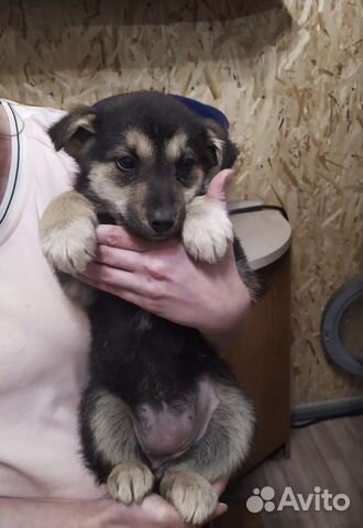 Щенок девочка бесплатно