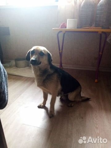 Ищет дом мелкая собачка Лара