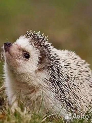 Ёж африканский