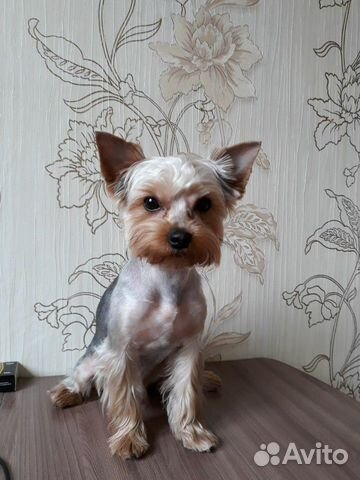 Вязка