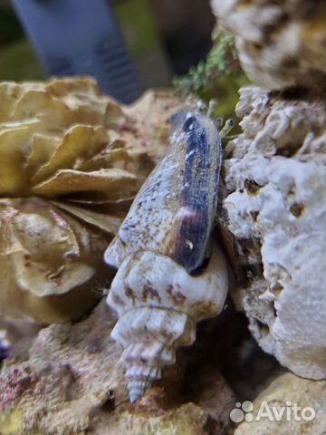 Морской молюск стромбус черноротый(улитка)
