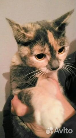 Снежа хочет найти маму и папу)