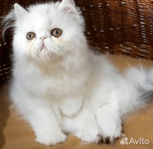 Калико Арлекин Персидская