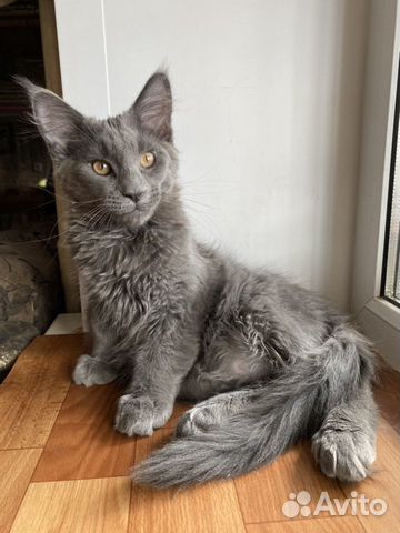 Благородные голубые и чёрные от xxxl родителей