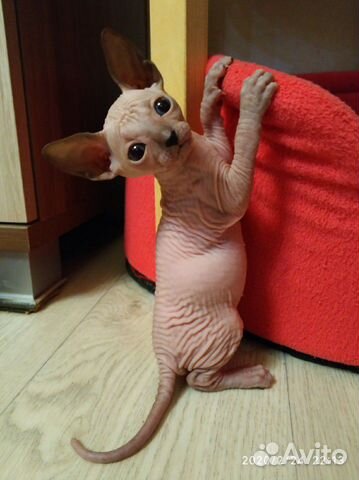 Канадский сфинкс