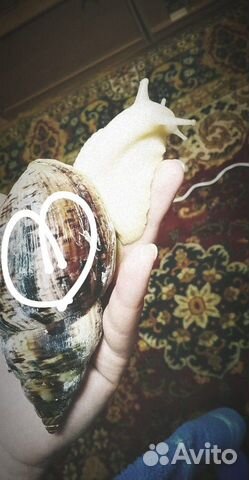 Улитка ахатина