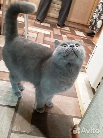 Кот жених