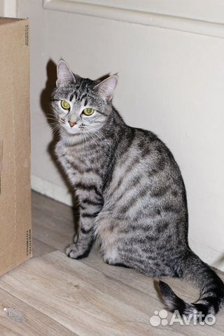 Отдам кошку по имени Рыся