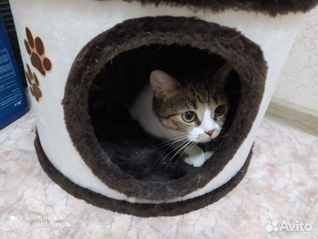 Кошка Аришка ищет дом