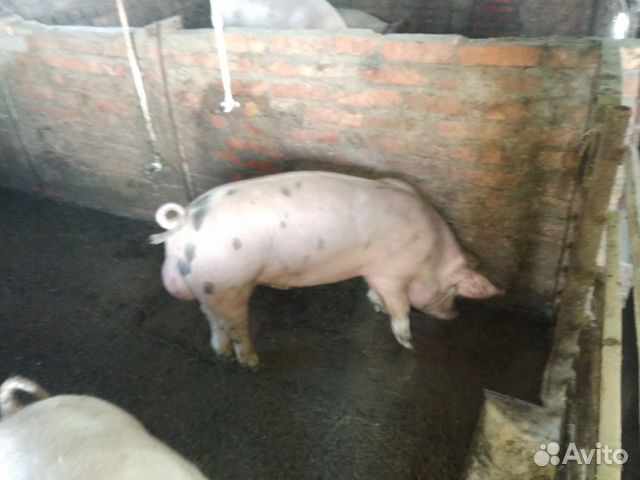 Продается кабан на племя