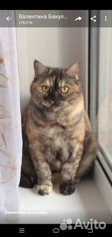 Кошка - Черепаший окрас, помесь вислаухой