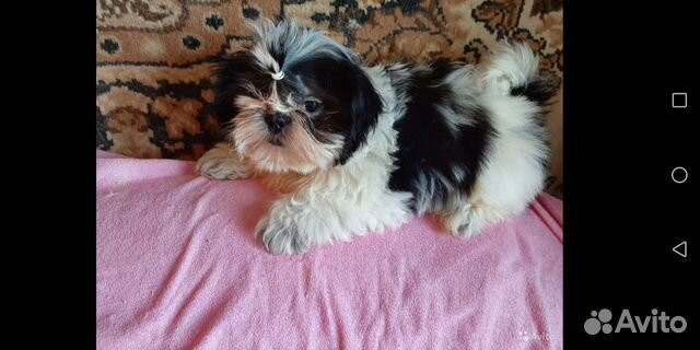 Любимая ши- тцу девочка