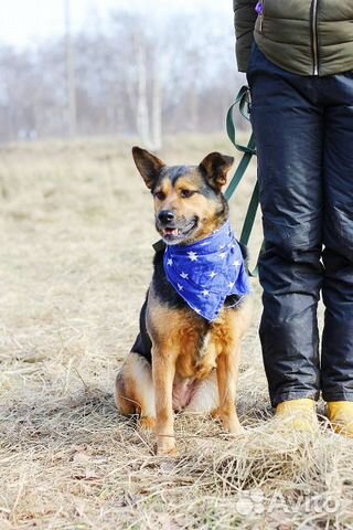 Умная бывшедомашняя собака Люси в дар