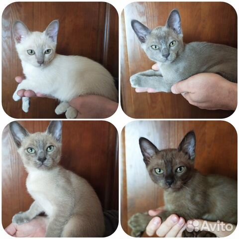 Котята тонкинез с норковыми шубками