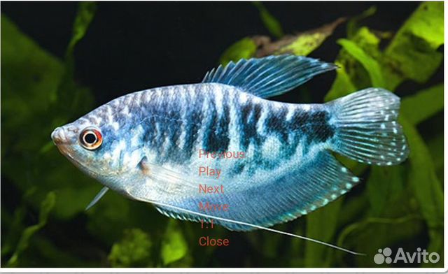 Рыбки Гурами