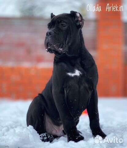 Брутальный, чёрный красавчик