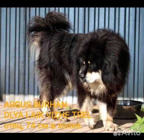 Пушистый щенок тибета Рэнд Норрис, супер спокойный