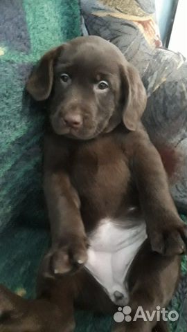 Щенки лабродора