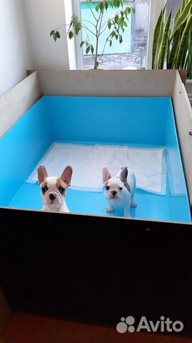 Бело-красные французики