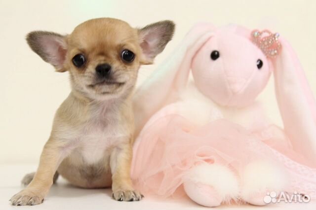 Девочка чихуахуа